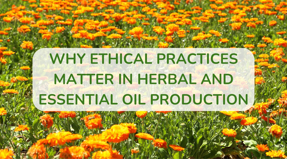 Why Ethical Practices Matter in Herbal and Essential Oil Production ...