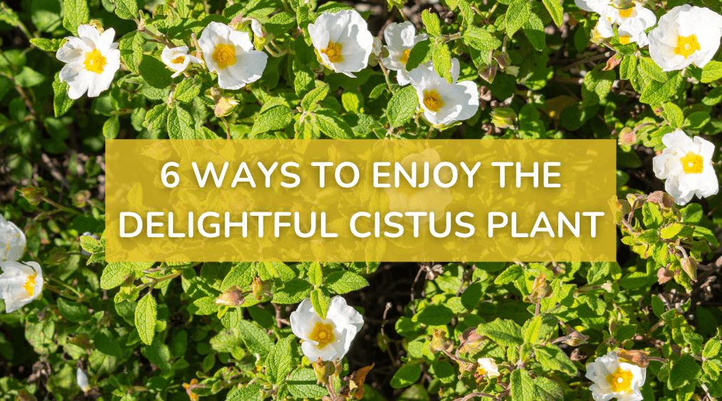 6 Ways to Enjoy the Delightful Cistus Plant – APOTHECARY SHOPPE